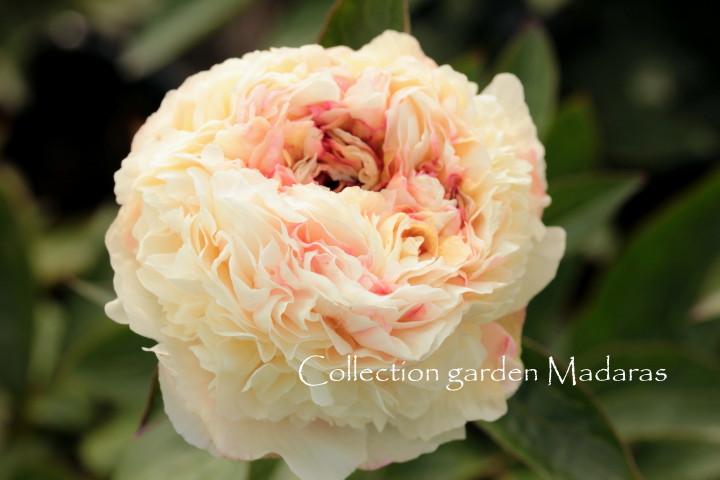 Paeonia `Lancaster Imp`