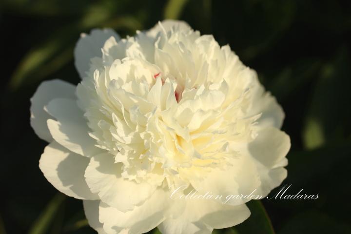 Paeonia `Lancaster Imp`
