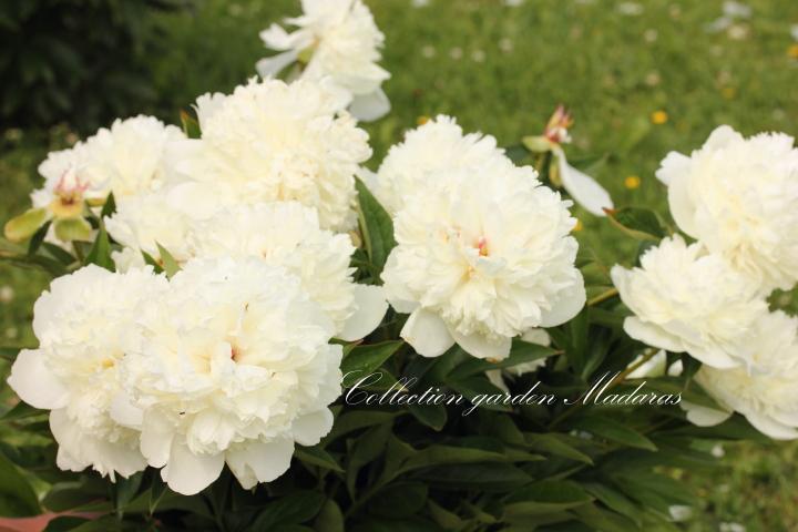 Paeonia `Lancaster Imp`