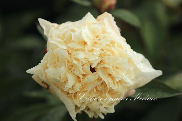 Paeonia `Lancaster Imp`